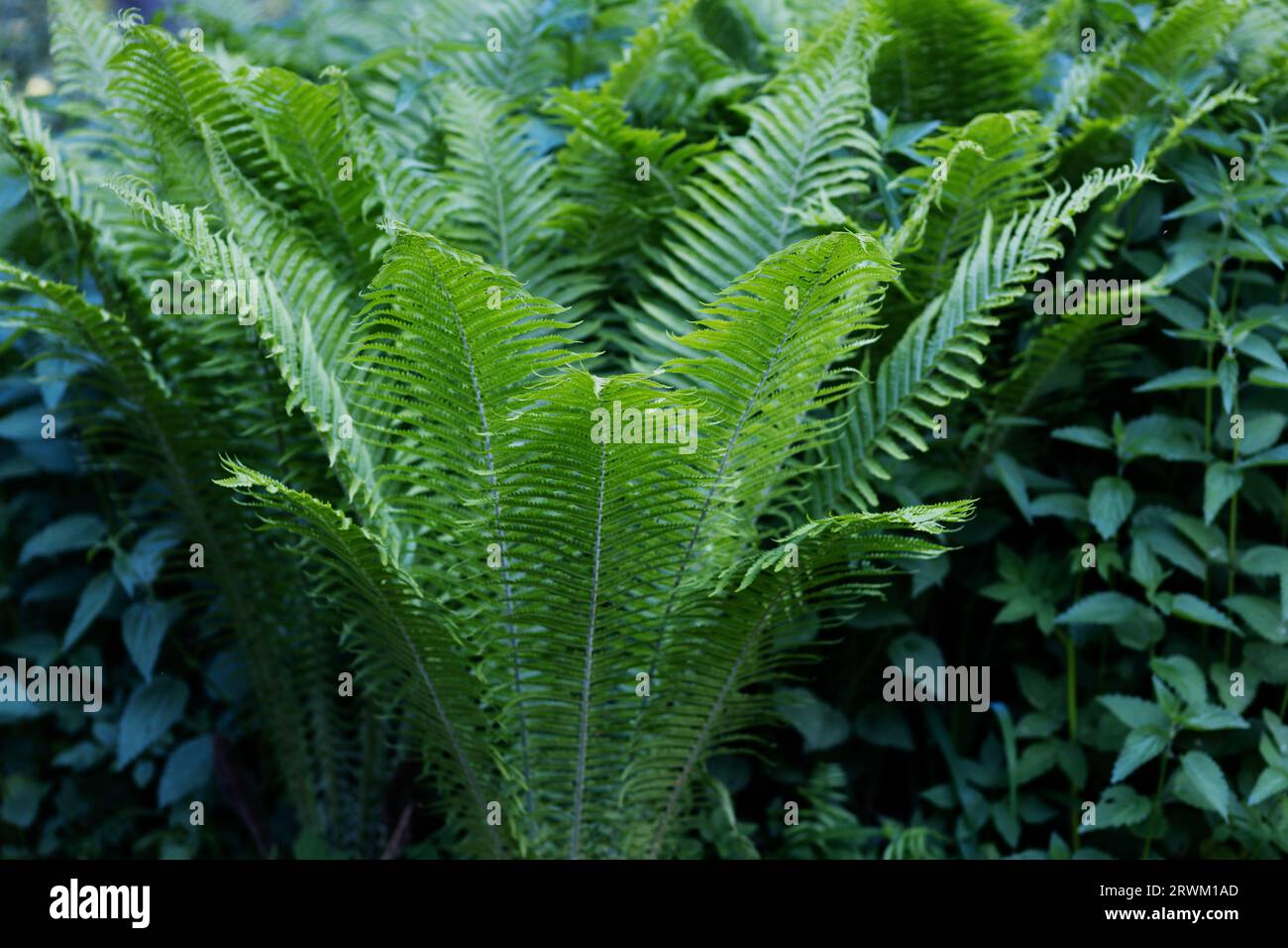 Beautiful ferns leaves green foliage natural floral fern background ...