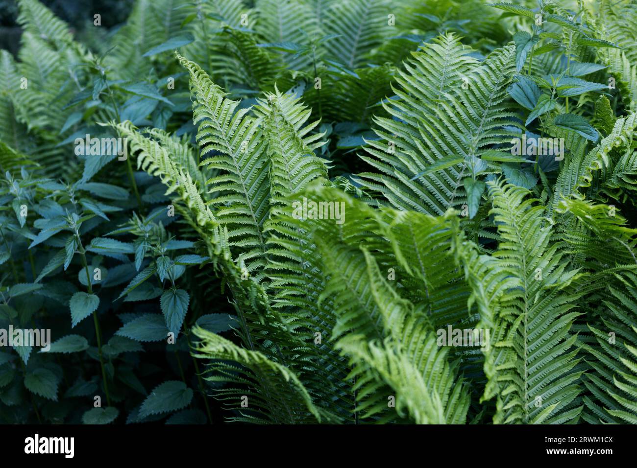 Green fern leaf texture. Perfect natural fern pattern Stock Photo - Alamy