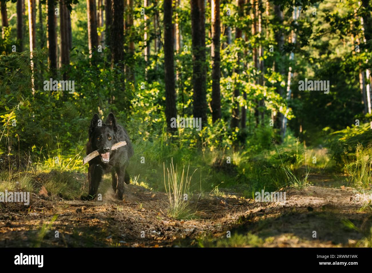 Black East European Shepherd (veo) Dog Run With Wooden Stick In Summer ...