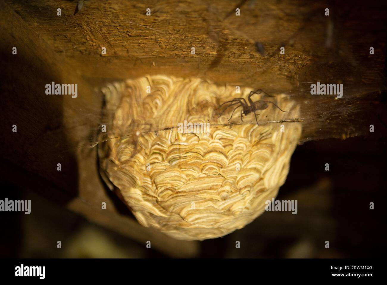 Large wasp nest in attic with large spider in web waiting to prey on ...