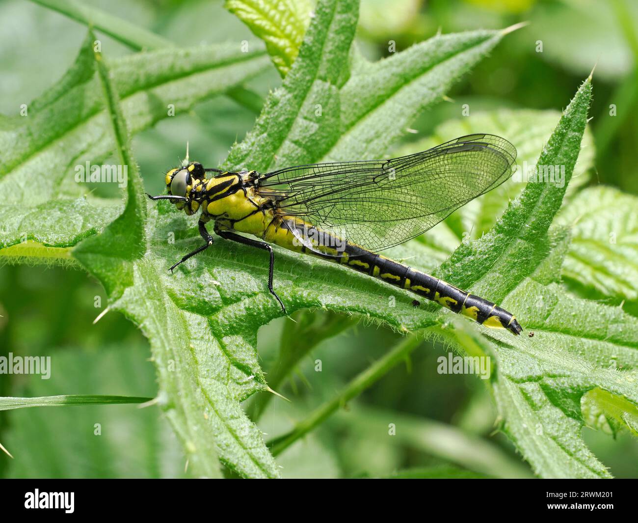 Common Clubtail Dragonfly (Gomphus vulgatissimus) newly emerged teneral ...