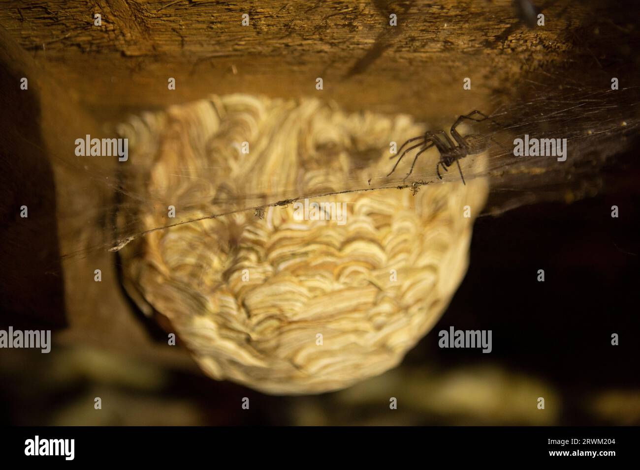 Large wasp nest in attic with large spider in web waiting to prey on ...