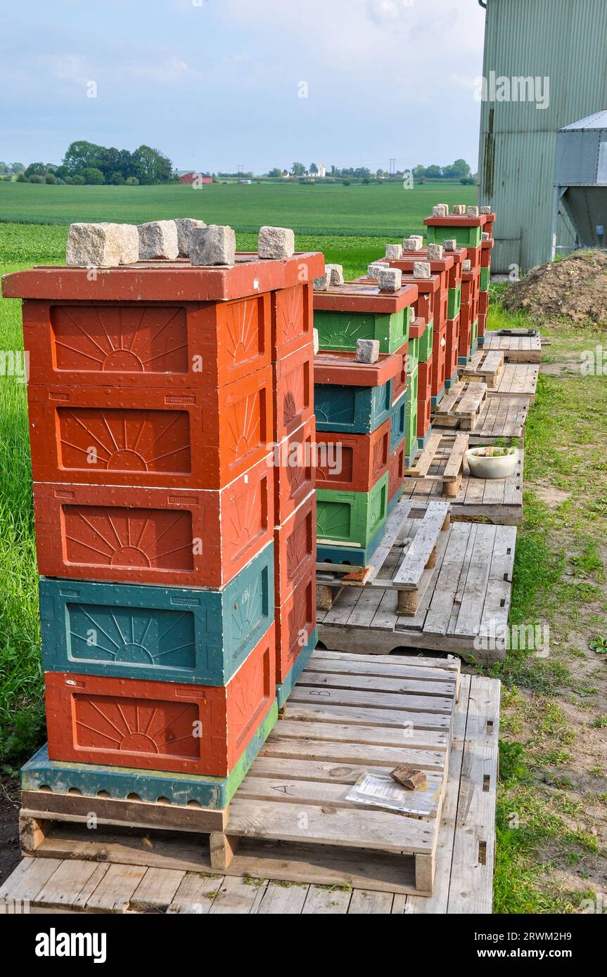 Honey bee hives, on a farm in Sweden Stock Photo - Alamy