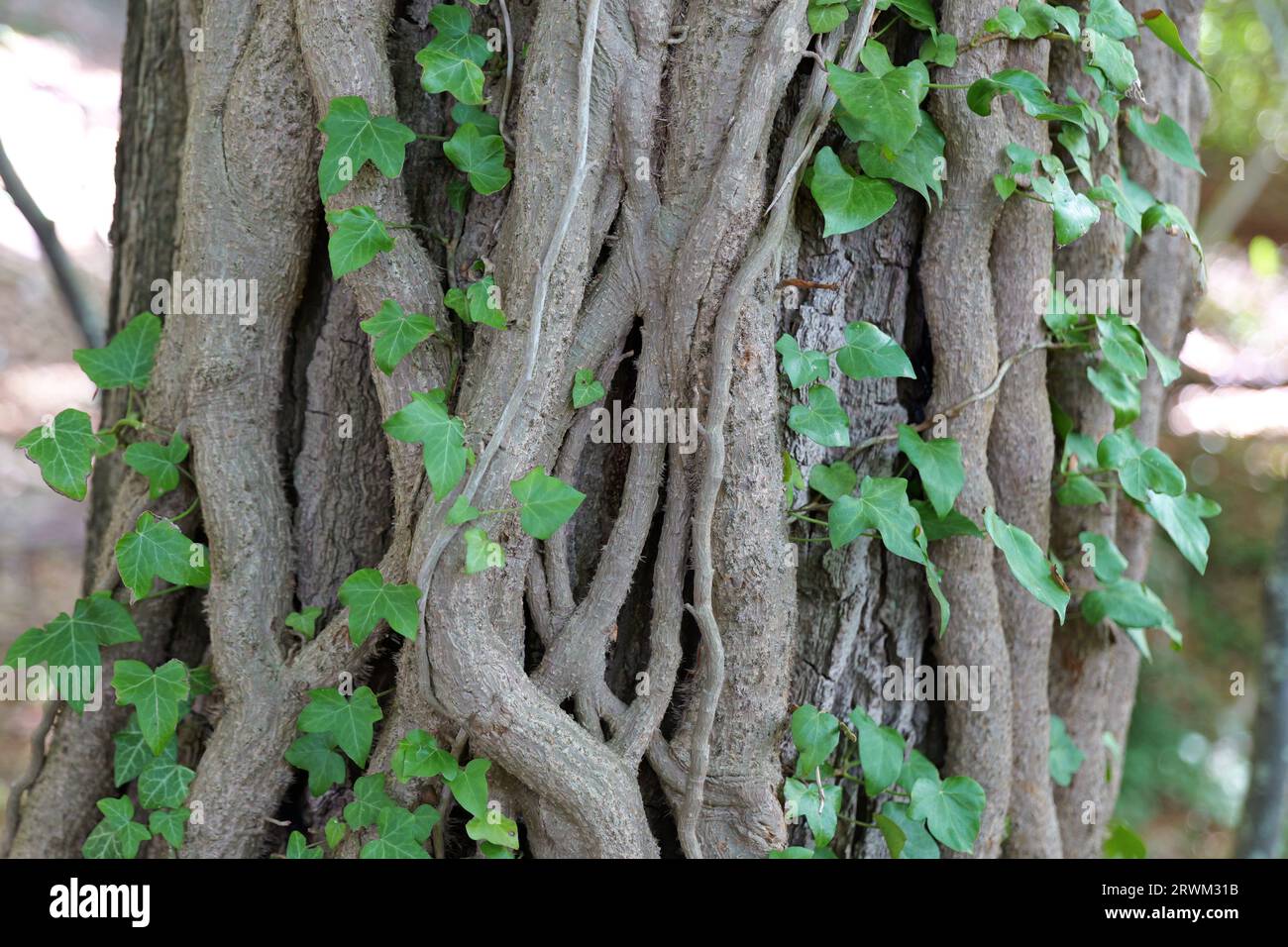 Ivy is a climbing plant. It provides habitat and food for animal ...