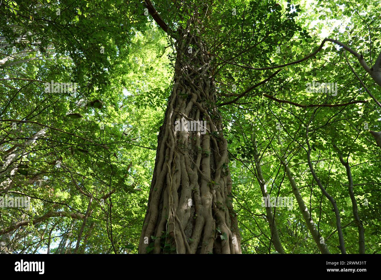 Ivy is a climbing plant. It provides habitat and food for animal ...