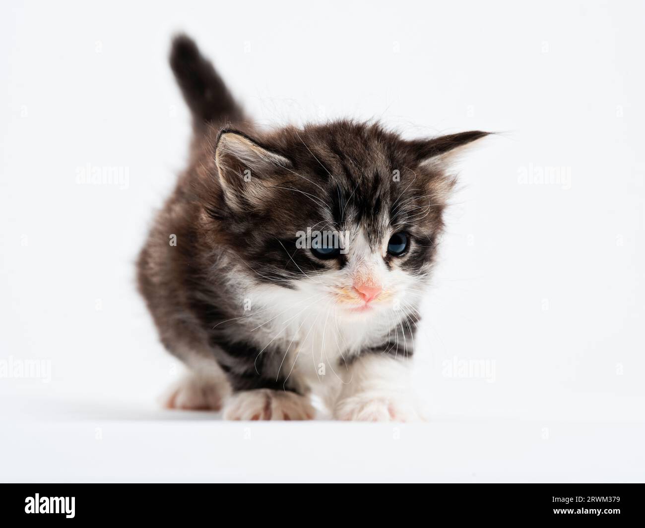Nice cats playing with white background Stock Photo - Alamy