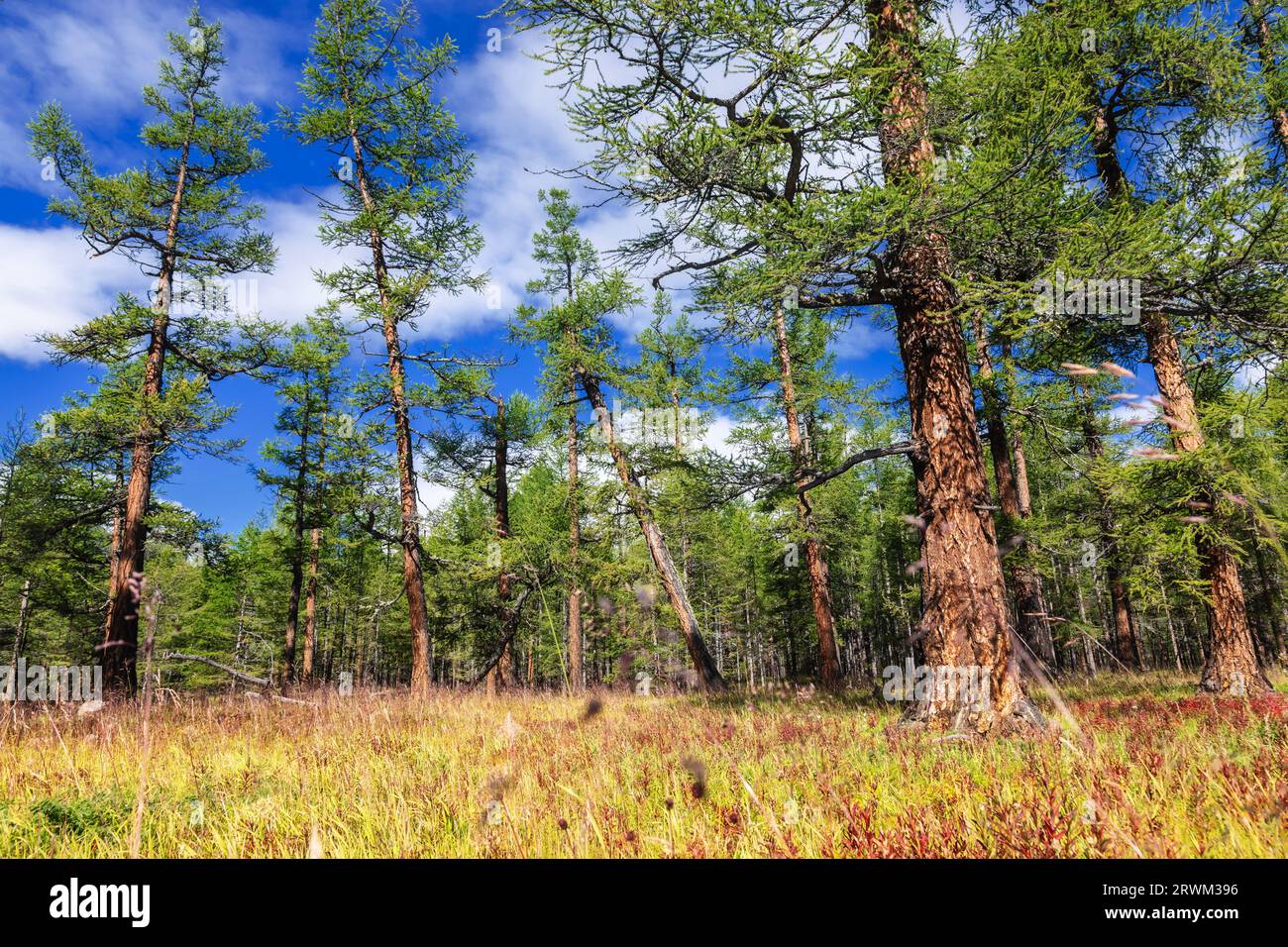 Larch trees at Taiga boreal forest in Khuvsgul Lake National Park on a ...