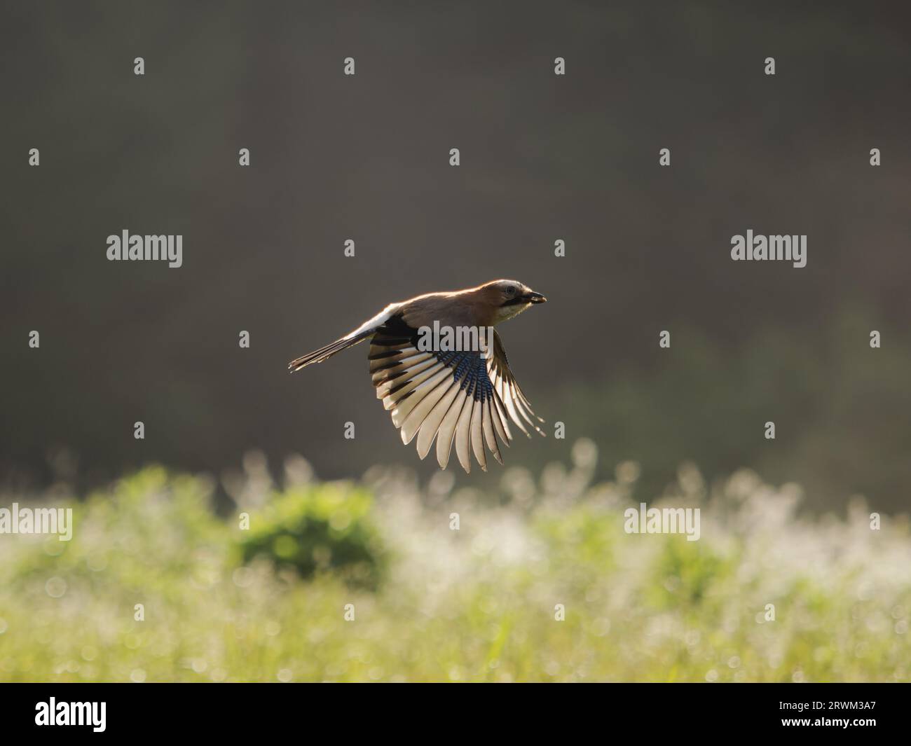 Eurasian jay flying hi-res stock photography and images - Alamy