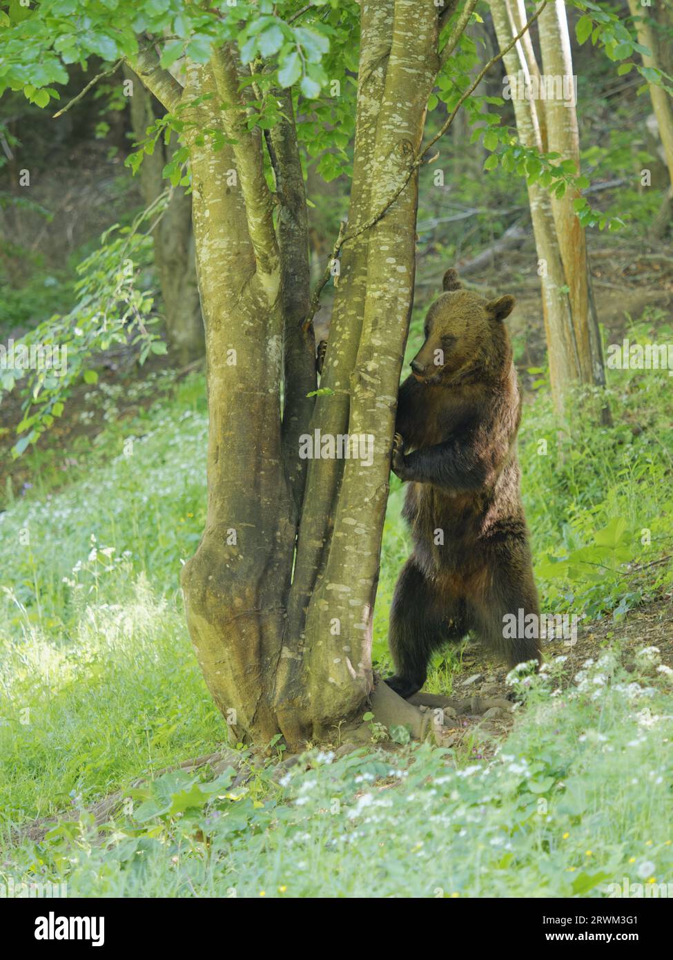 European Brown Bear – climbing a tree Ursus arctos arctos Carpathian ...