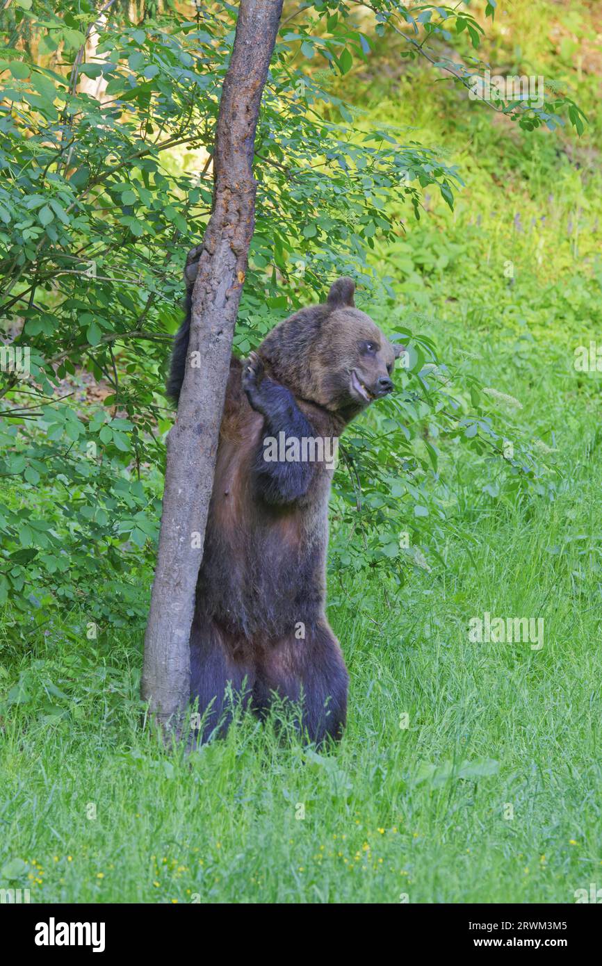 European Brown Bear – climbing a tree Ursus arctos arctos Carpathian ...
