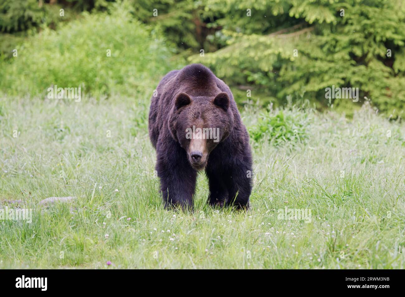 European Brown Bear – large male Ursus arctos arctos Carpathian ...
