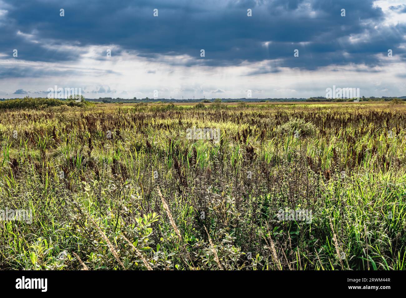Wetland in denmark hi-res stock photography and images - Alamy
