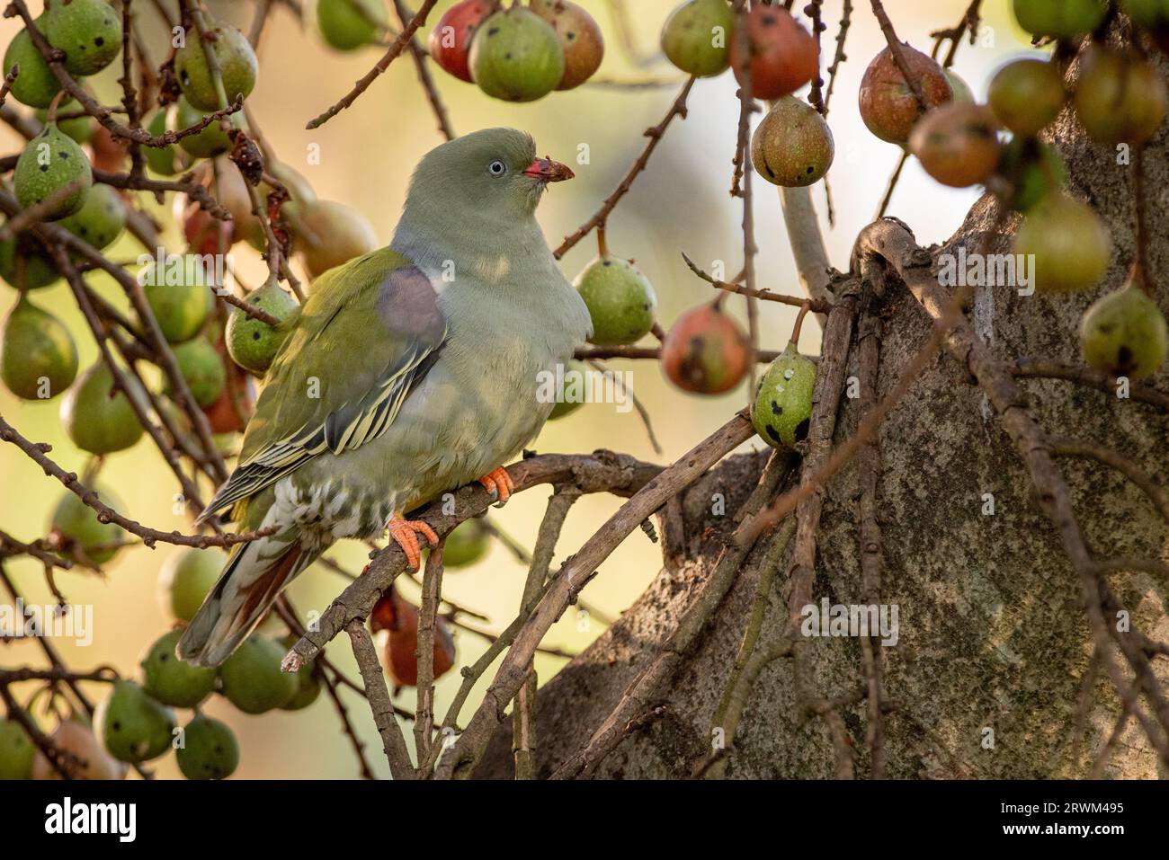 African Green Pigeon, Treron calvus, on a fig tree, Makhanda, Eastern ...