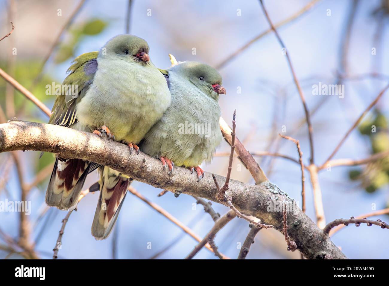 African Green Pigeons, Treron calvus, on a fig tree, Makhanda, Eastern ...