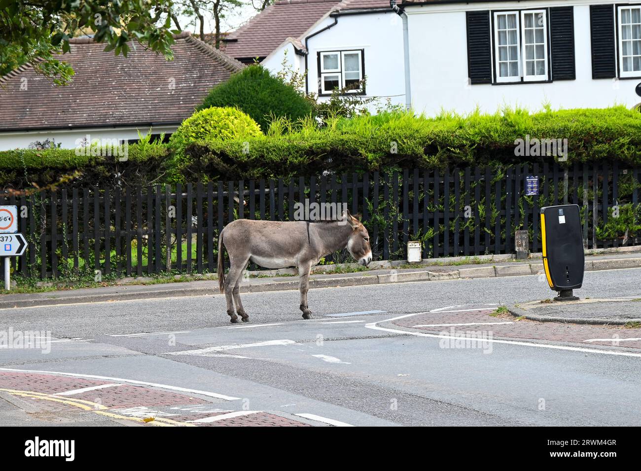 Making way for the new forest hi-res stock photography and images - Alamy