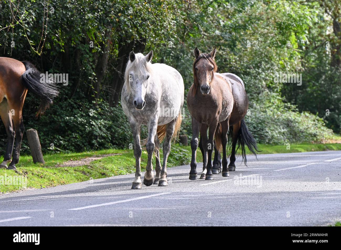The New Forest Wild ponies roaming freely in and around Burley, Pony's ...