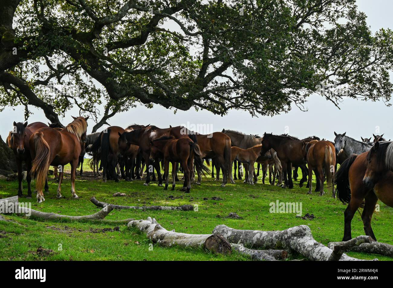 Burley new forest national park hi-res stock photography and images - Alamy