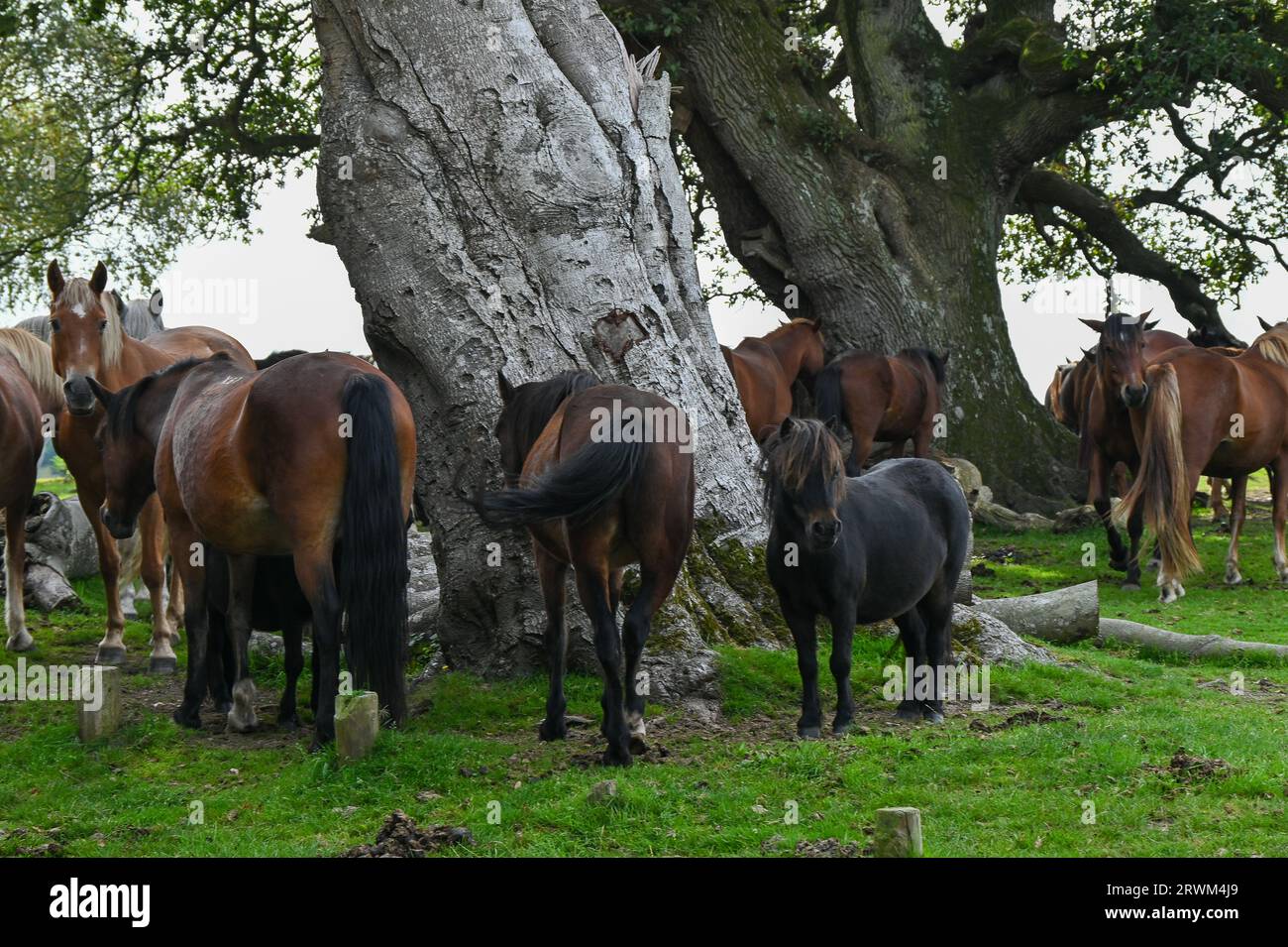 The New Forest Wild ponies roaming freely in and around Burley, Pony's ...