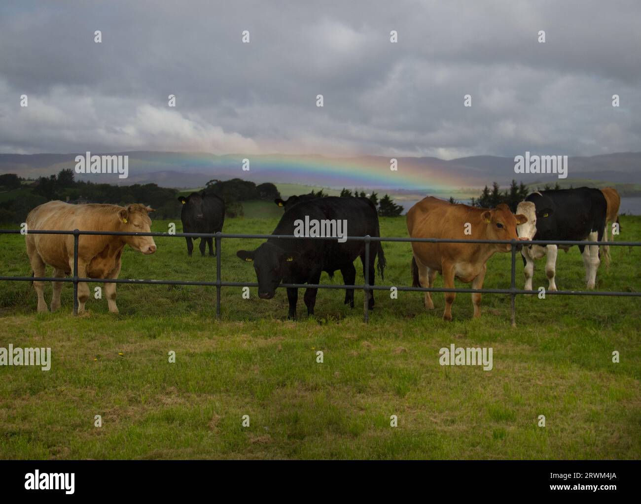 Young black, brown and spotted bulls behind a fence in an Irish ...