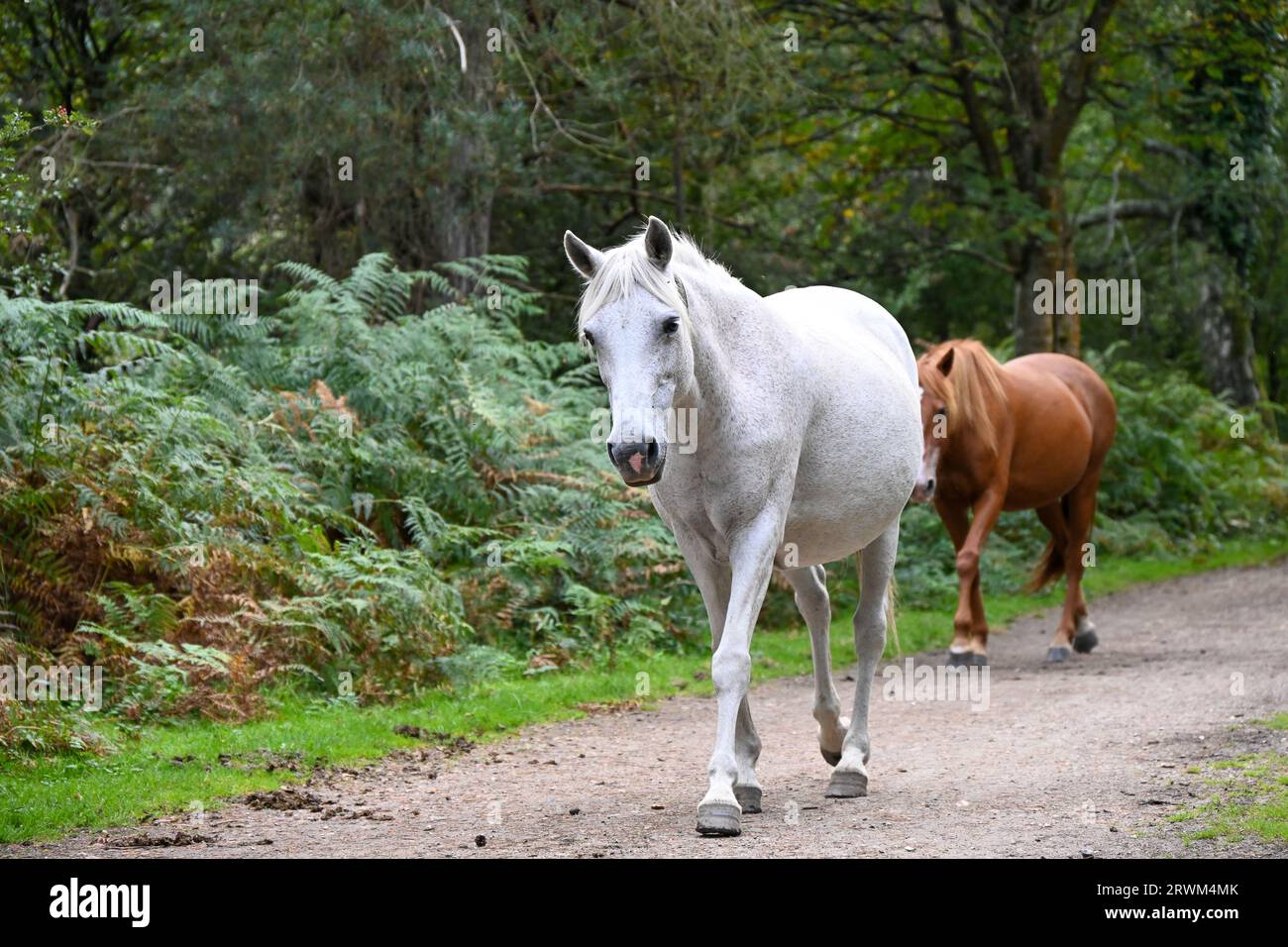 The New Forest Wild ponies roaming freely in and around Burley, Pony's ...