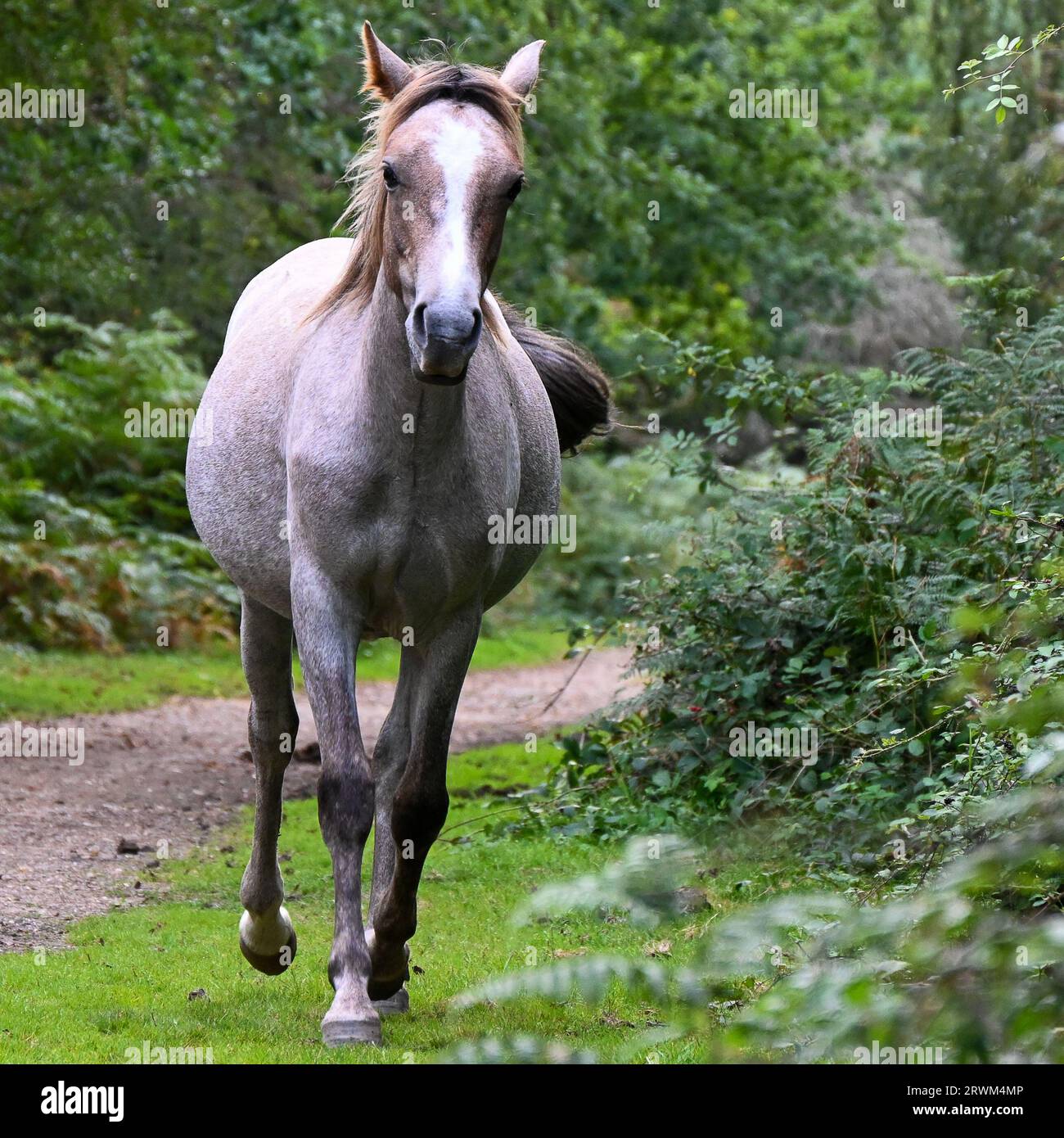 The New Forest Wild ponies roaming freely in and around Burley, Pony's ...