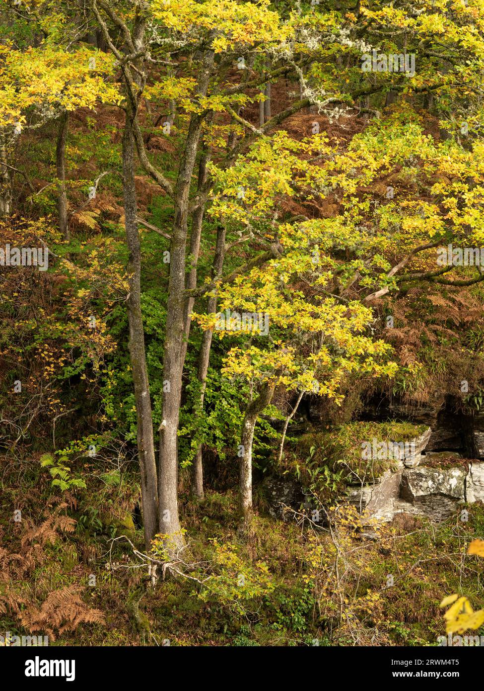 The Black Spout Waterfall, Edradour Burn, Pitlochry, Perthshire ...