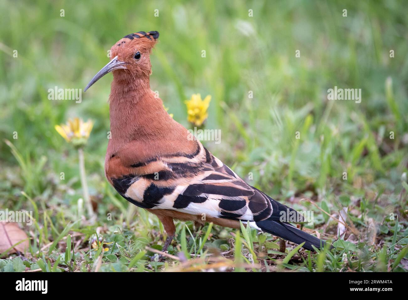 African Hoopoe, Pupa africana, standing on the ground, Makhanda ...
