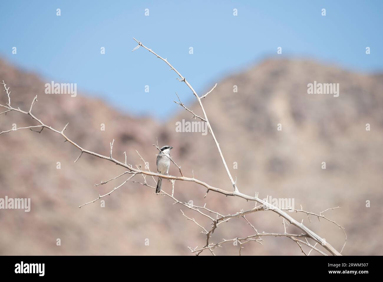 mall white and black bird perched on a branch in the Hajar Mountains of ...