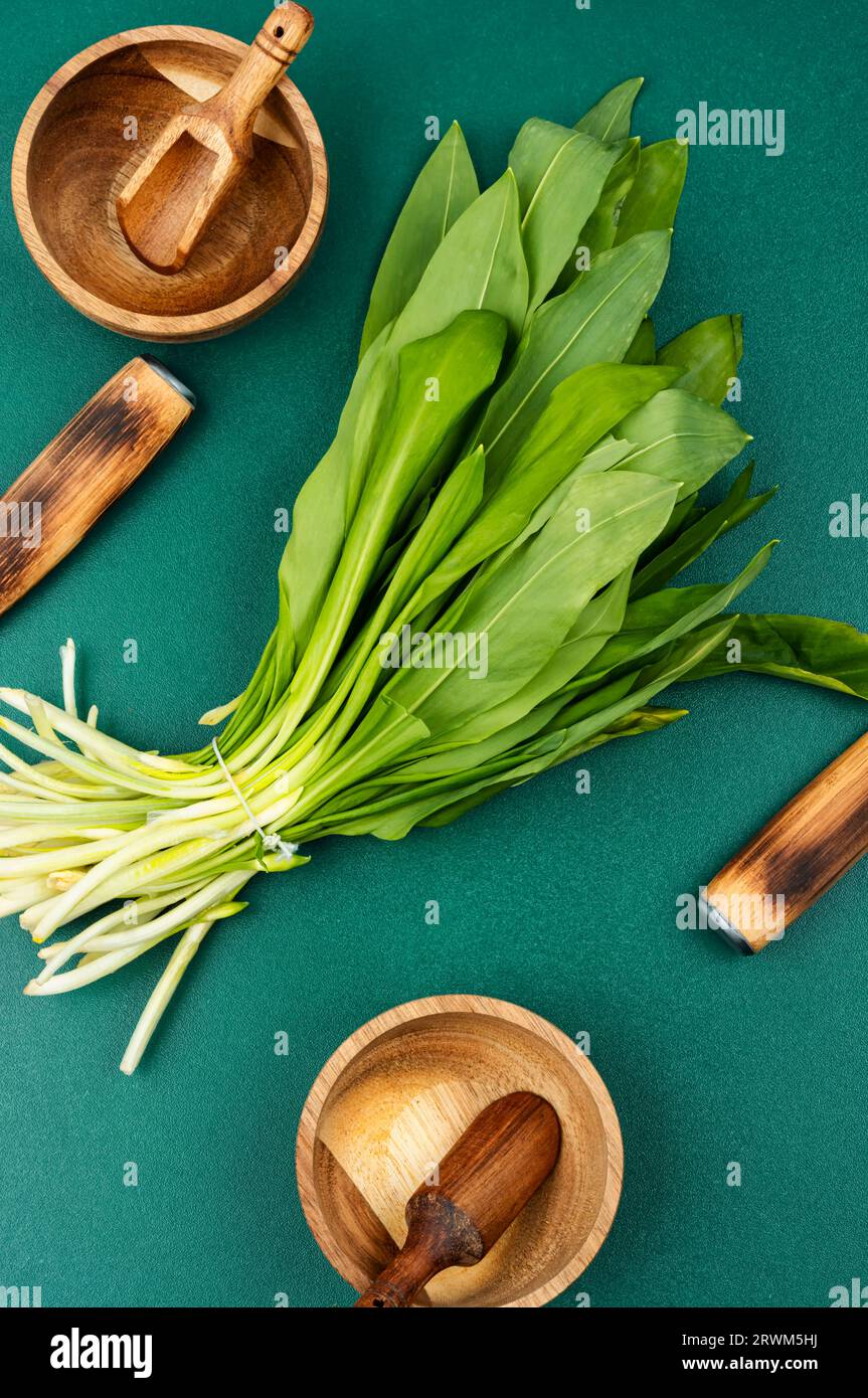 Healthy fresh wild garlic or bear leek, as a spice for meat, fish and ...