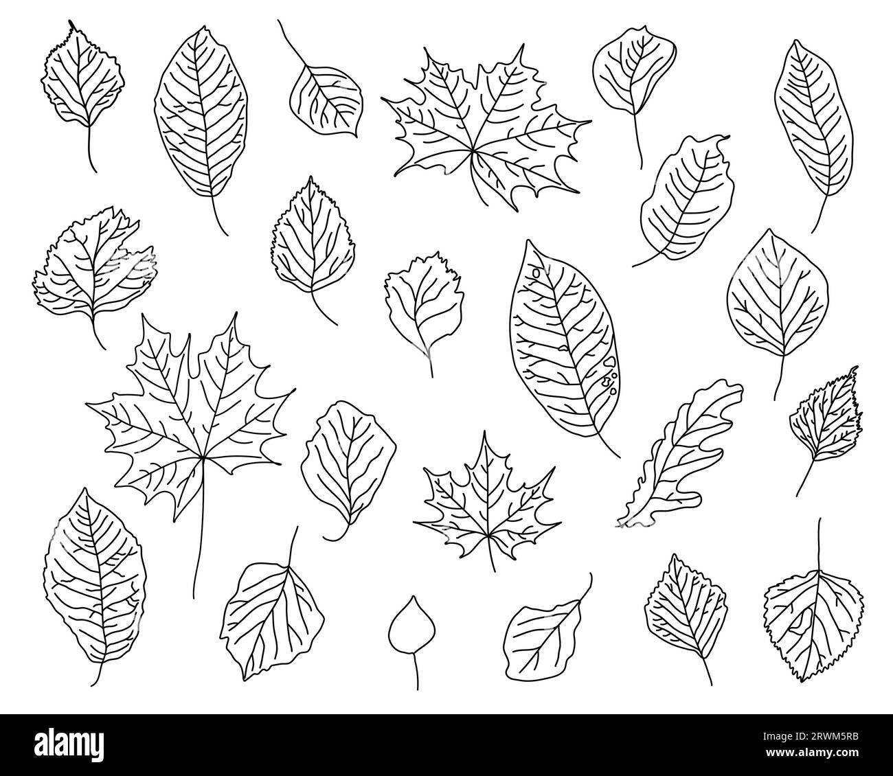 Vector set of hand drawn fall leaves, black outline of maple, birch ...