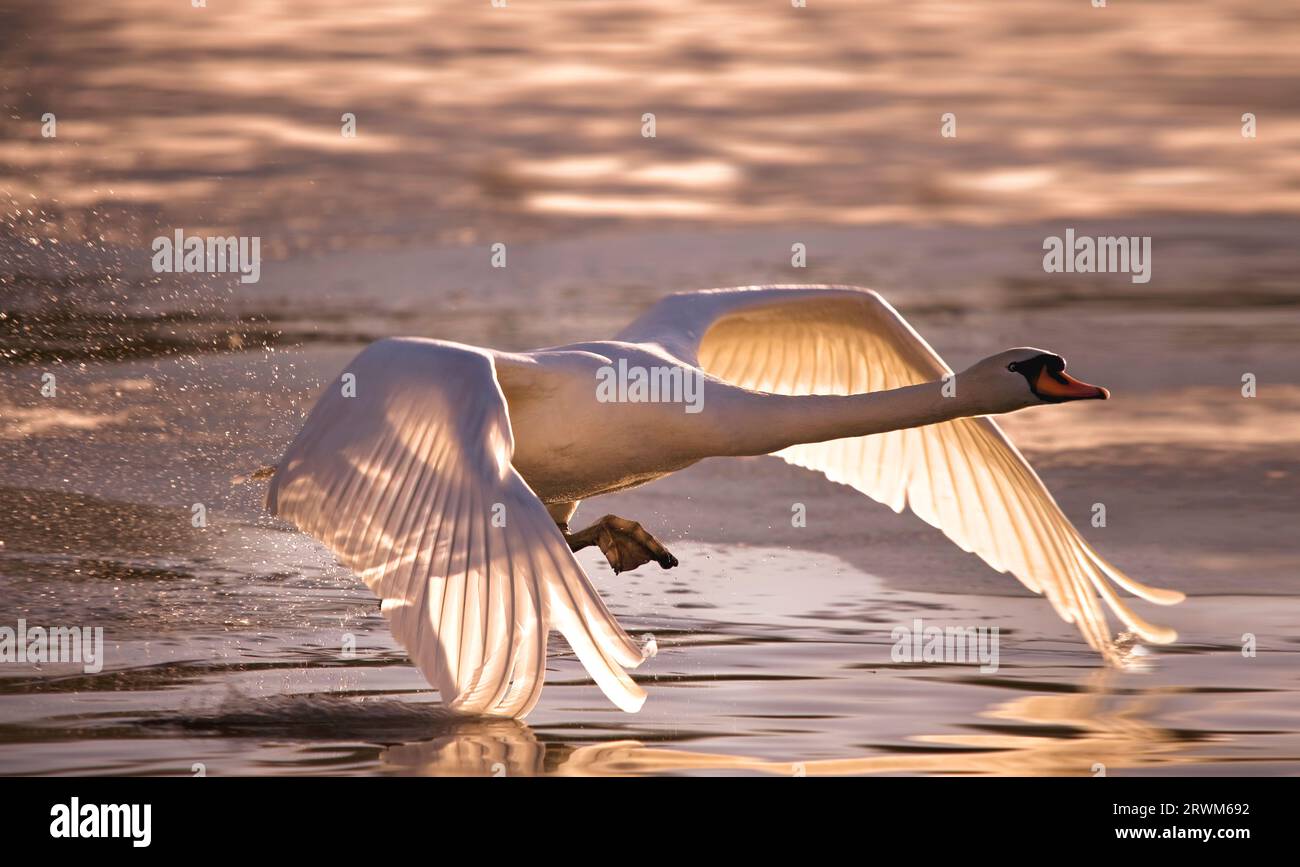 Swan taking off from the surface of the water Stock Photo - Alamy