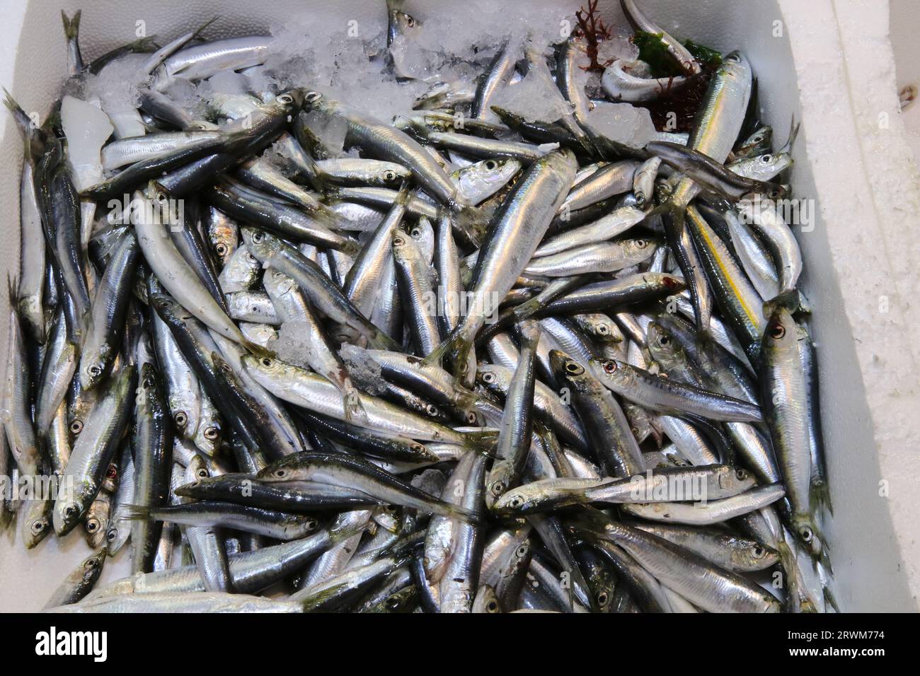 Seafood for sale at Varvakios Central Municipal Market, Athens, Greece ...