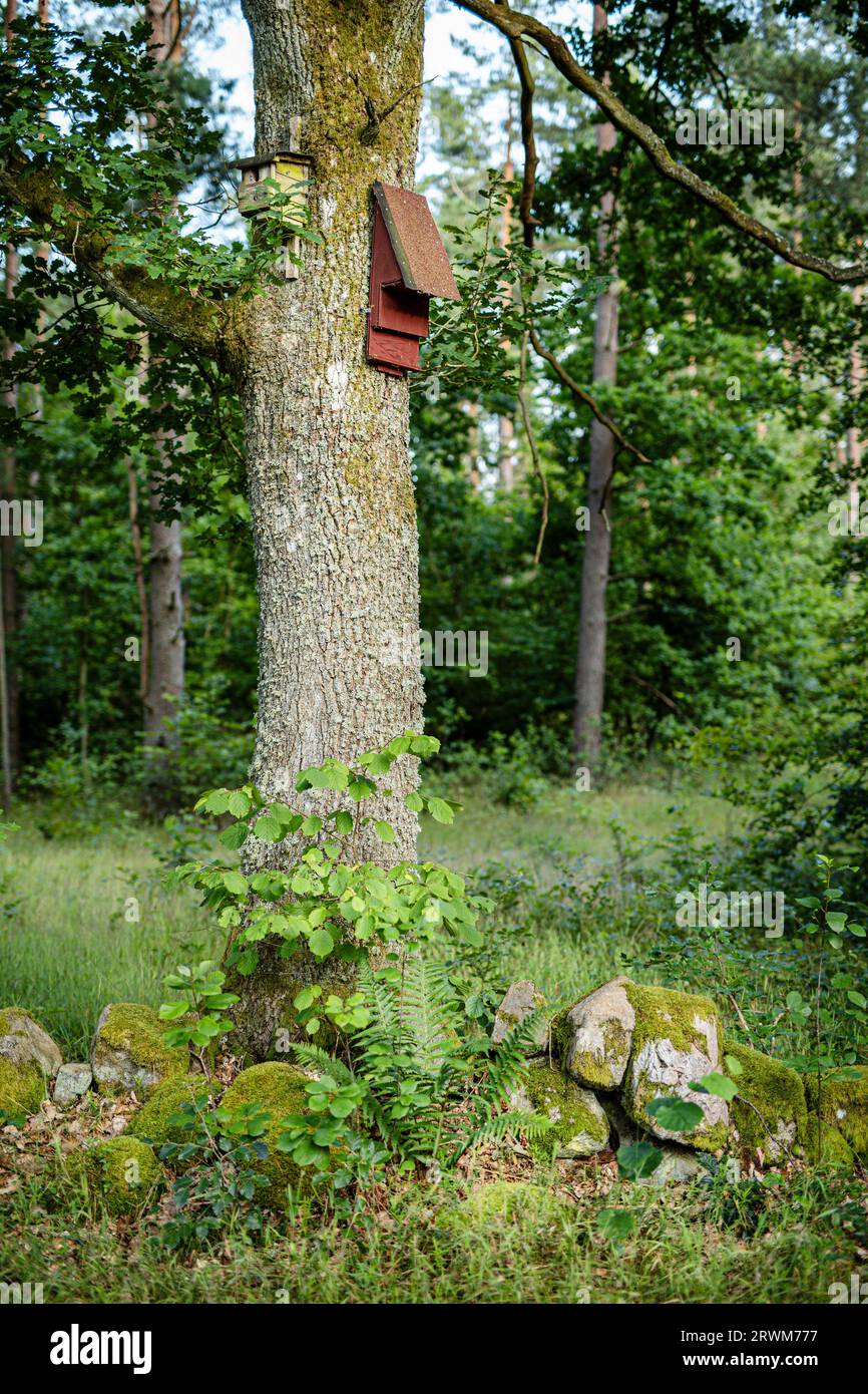 two birdhouses nestled on a tree trunk. One of the birdhouses is ...