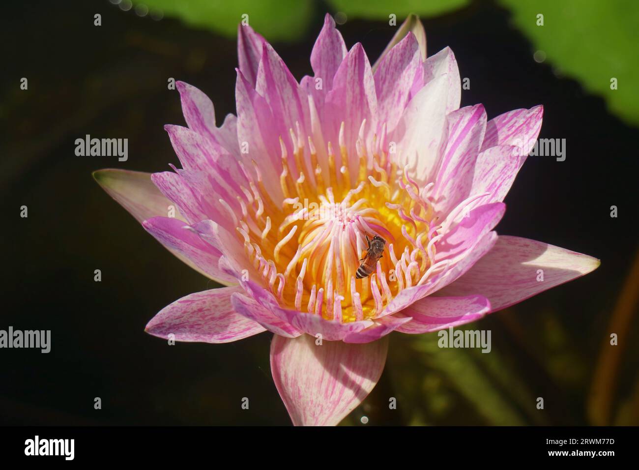 Insect finding nectar hi-res stock photography and images - Alamy