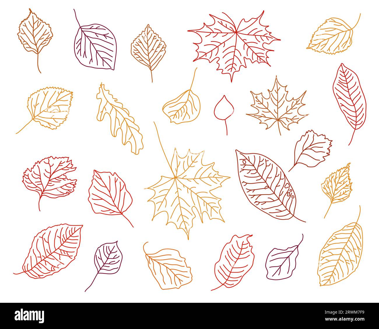 Vector set of hand drawn fall leaves, black outline of maple, birch ...