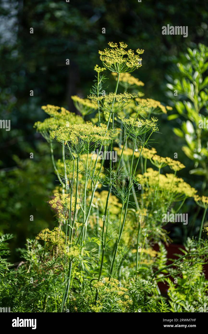 Thriving flora hi-res stock photography and images - Alamy