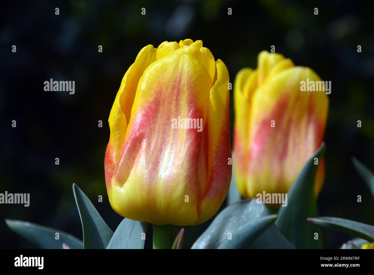 Pair of Red & Yellow Bicoloured Triumph Tulip (Tulipa) 'Ice Lolly ...