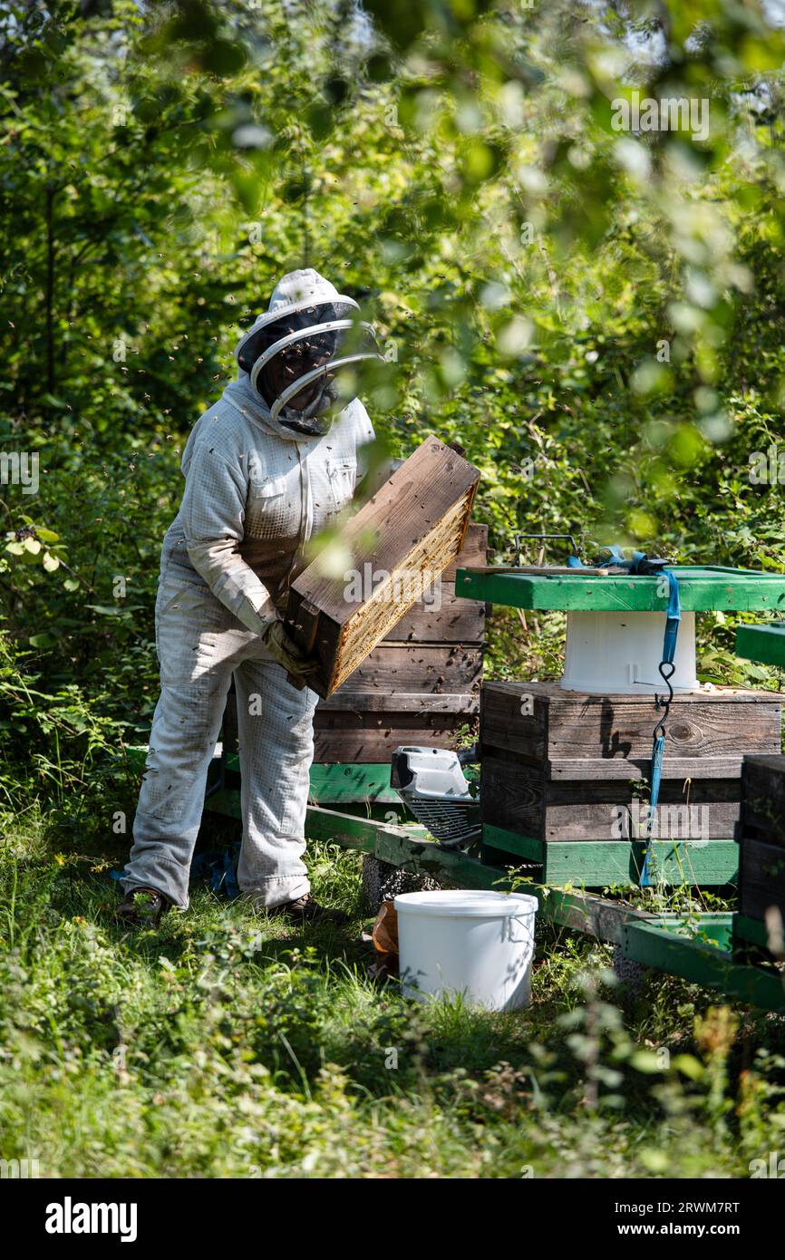 a beekeeper in protective attire tending to their beehives in a lush ...