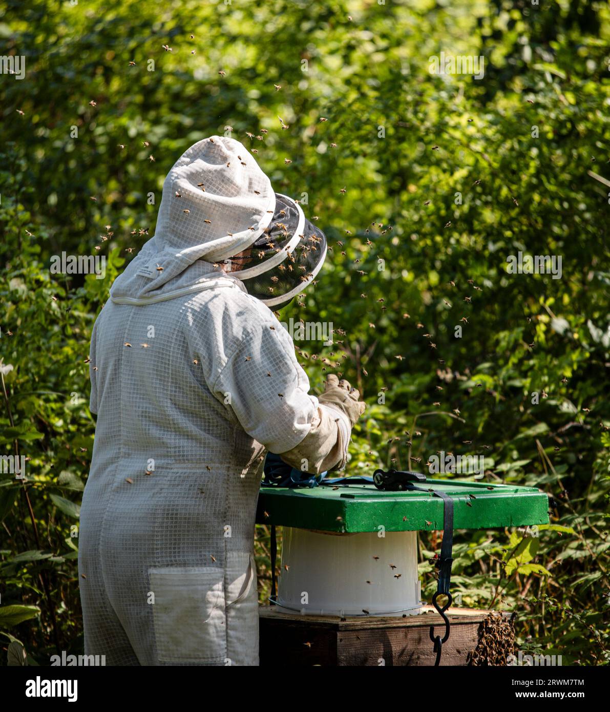 a beekeeper in protective attire tending to their beehives in a lush ...