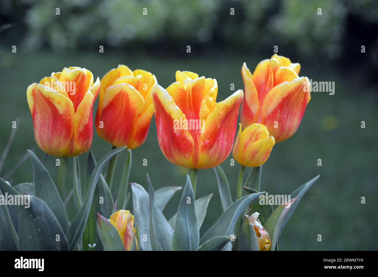 Bunch of Five Red & Yellow Bicoloured Triumph Tulip (Tulipa) 'Ice Lolly ...