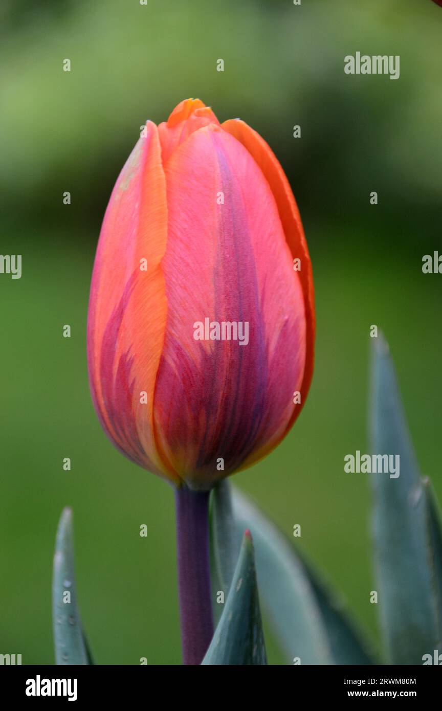 Single Orange/Red/Purple Bicoloured Triumph Tulip (Tulipa) 'Princess ...