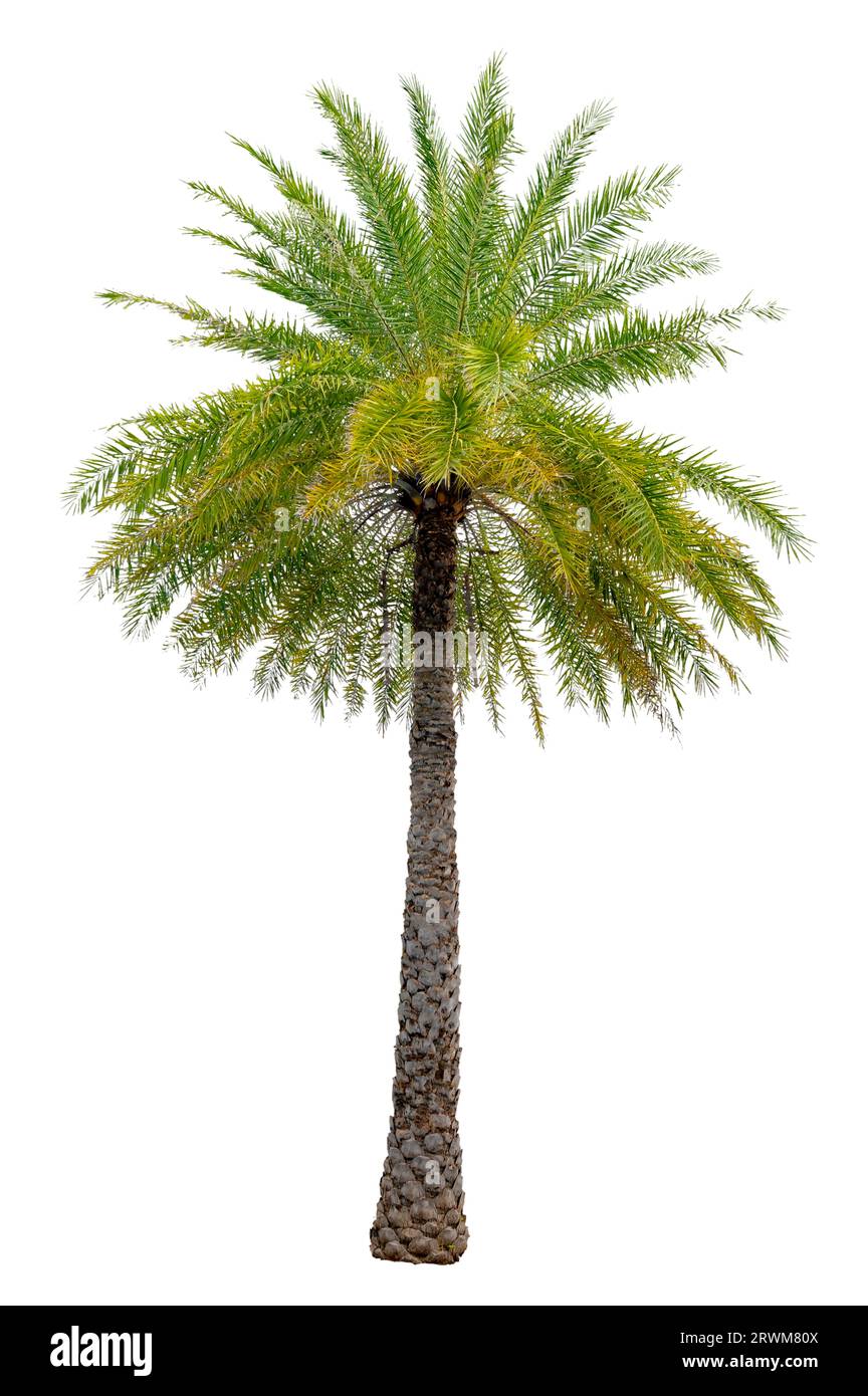 Big palm trees used in garden decoration on white background. Isolated ...