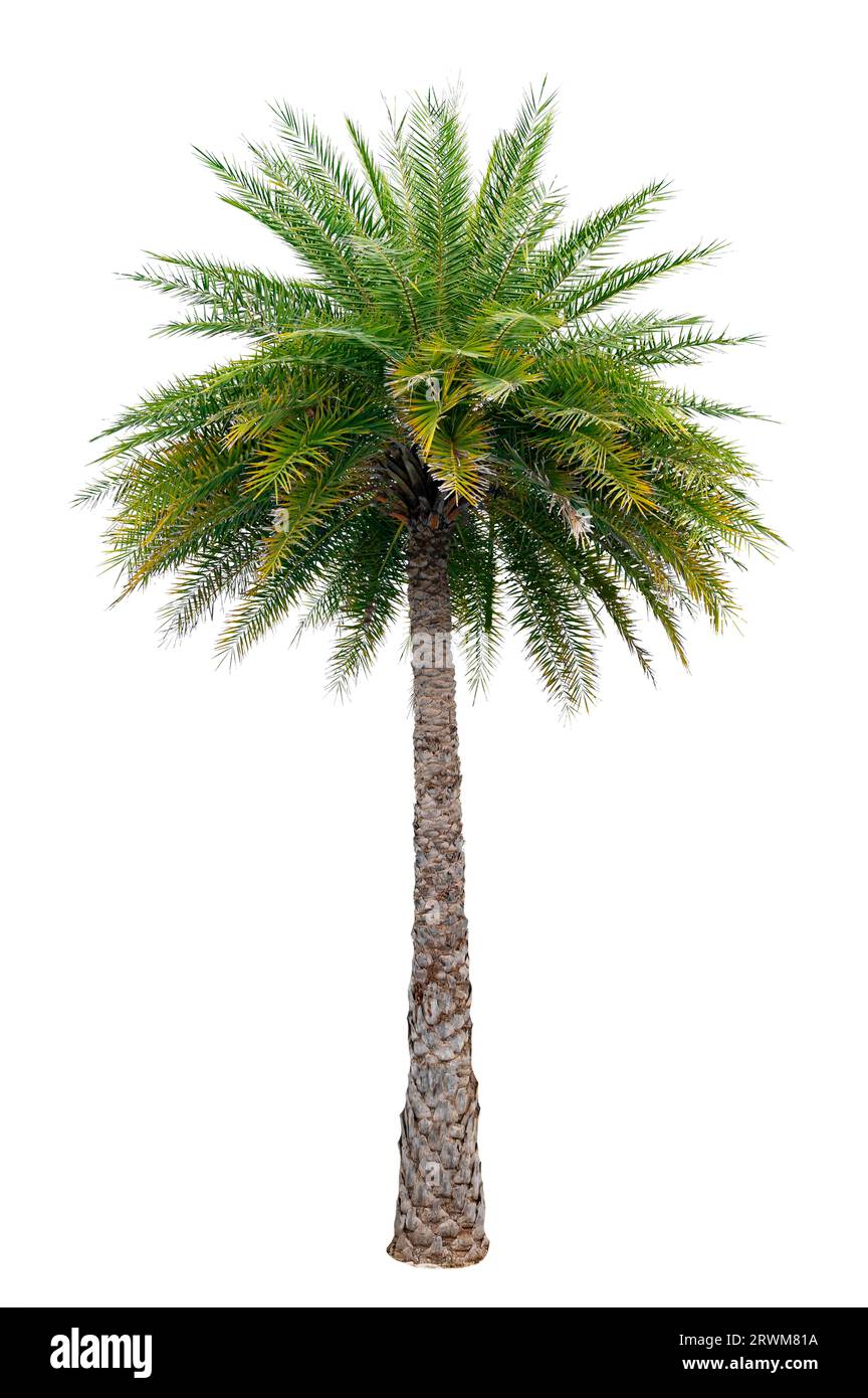 Big palm trees used in garden decoration on white background. Isolated ...