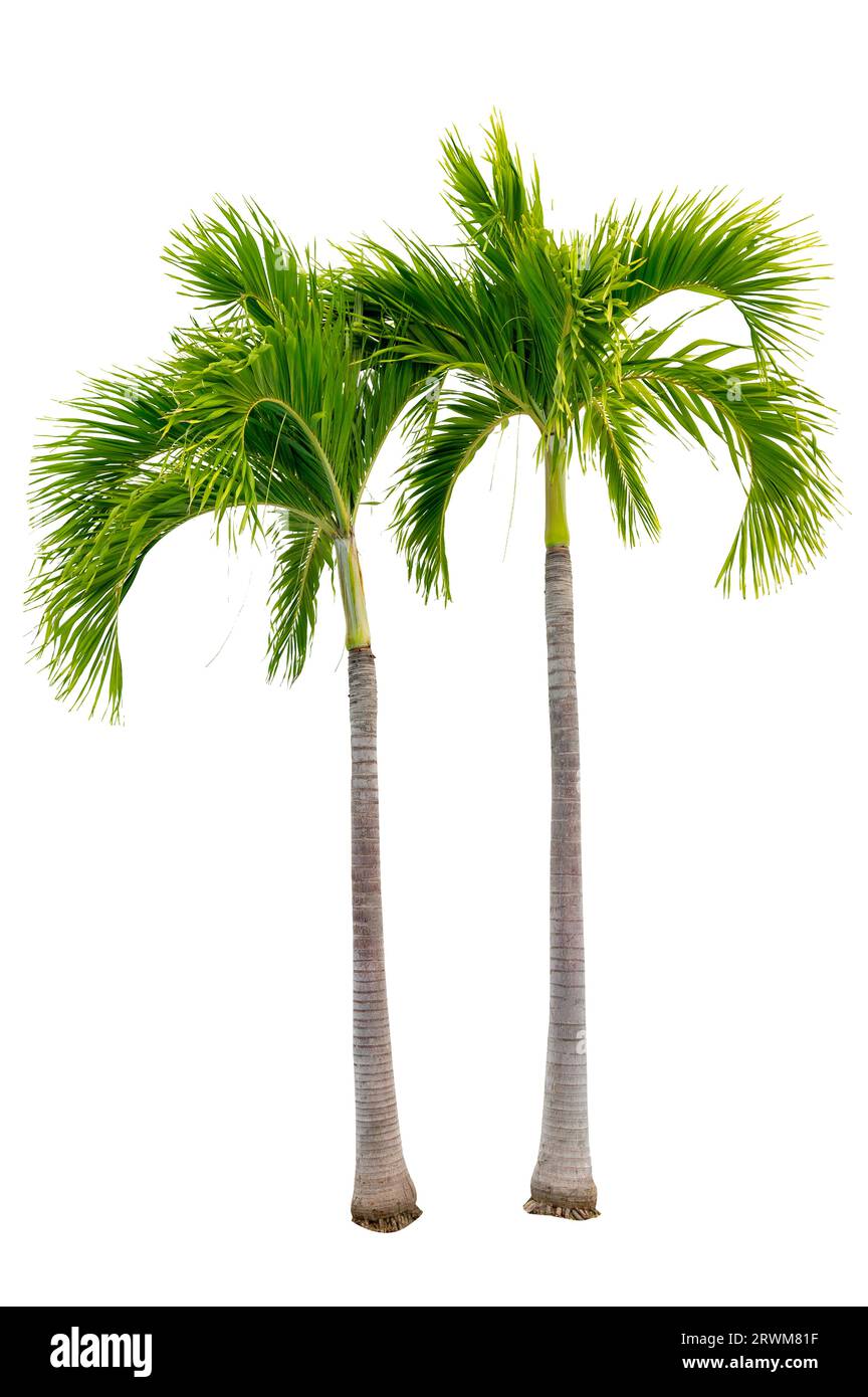 Big palm trees used in garden decoration on white background. Isolated ...