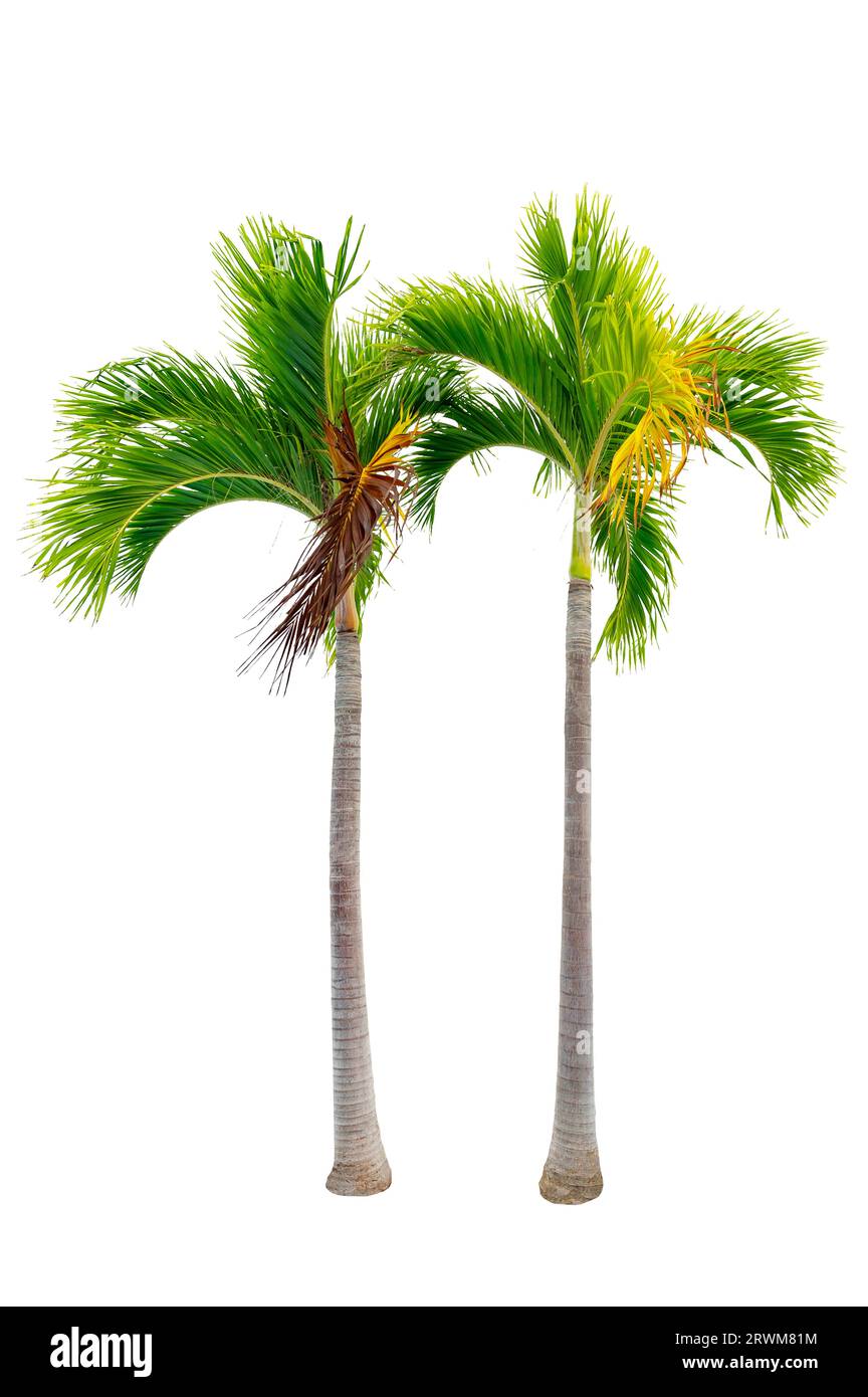 African oil palm fruit Cut Out Stock Images & Pictures - Alamy