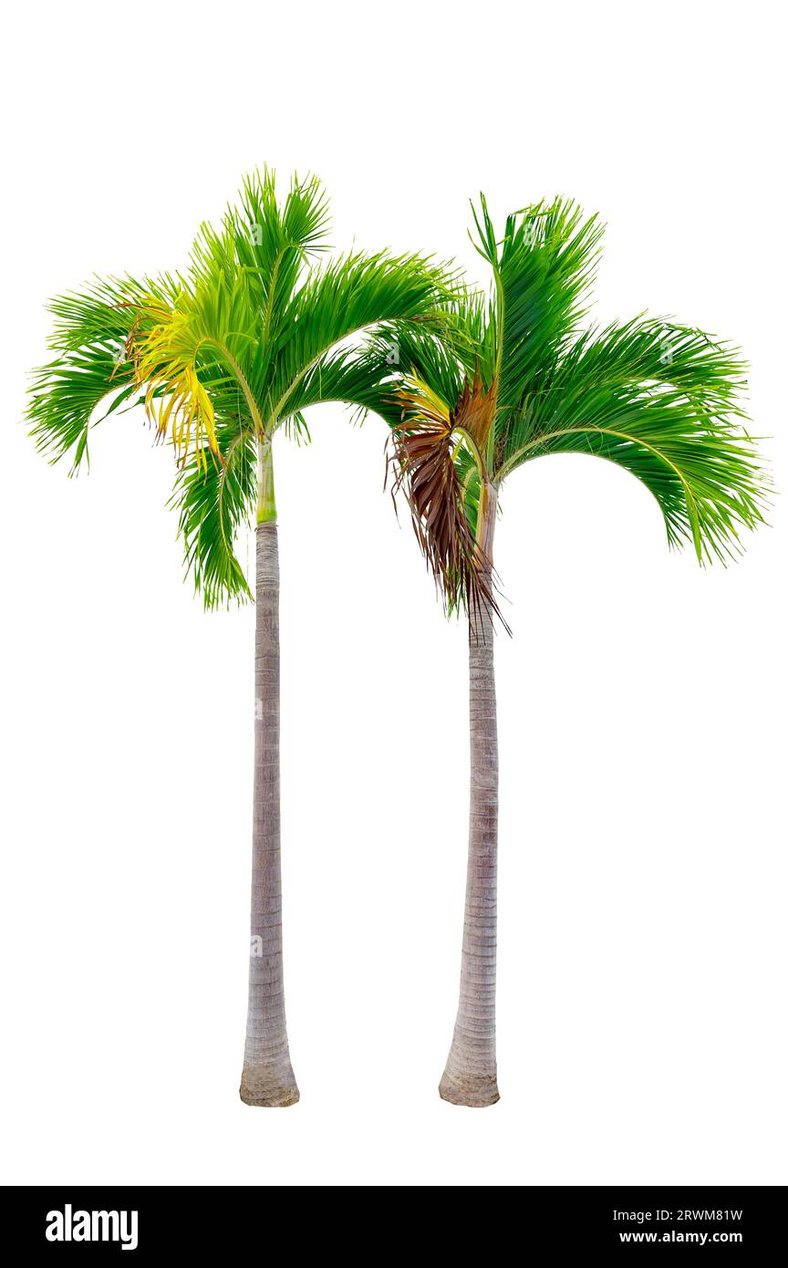 Big palm trees used in garden decoration on white background. Isolated ...