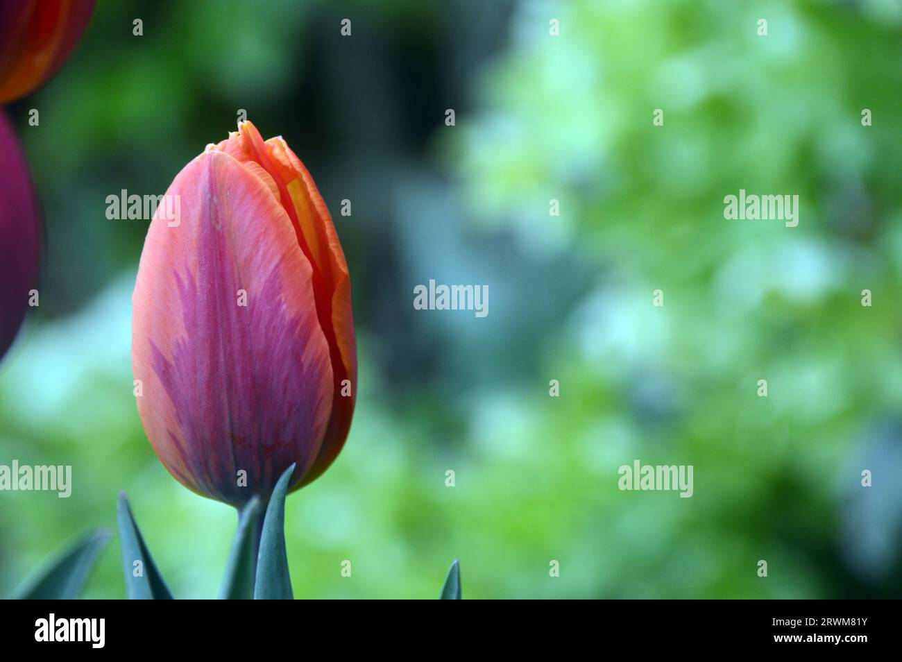 Single Orange/Red/Purple Bicoloured Triumph Tulip (Tulipa) 'Princess ...