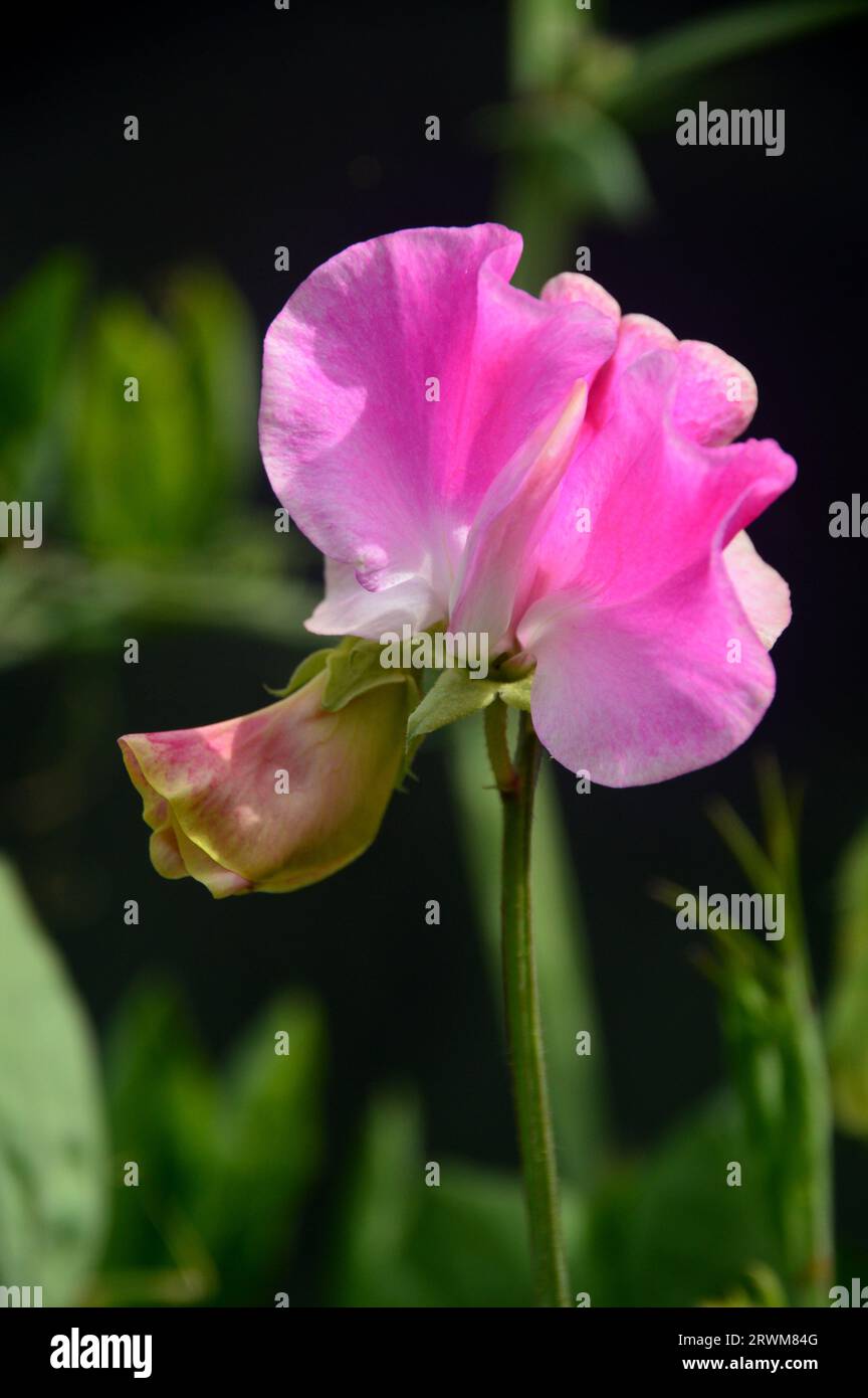 Single Pink Climbing Sweet Pea 'Lathyrus Odoratus' (Robert Uvedale ...