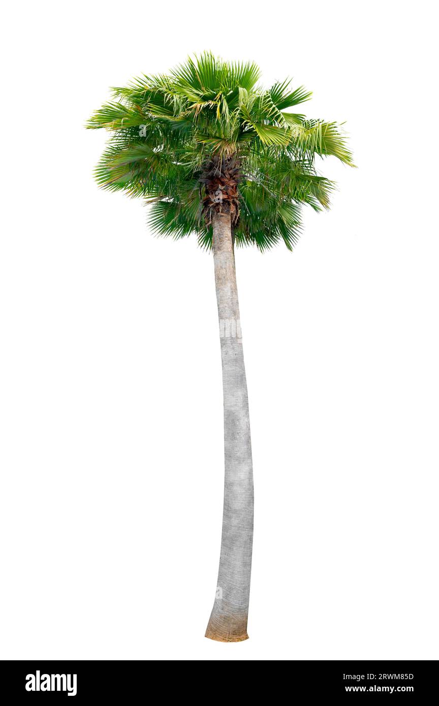 Big palm trees used in garden decoration on white background. Isolated ...