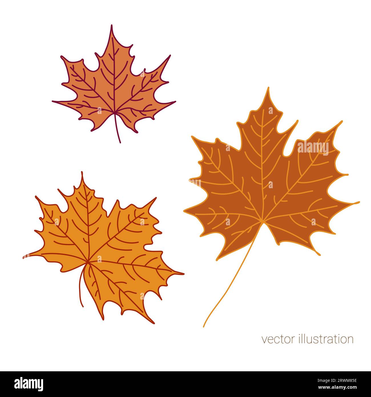 Vector set of hand drawn fall leaves of maple Stock Vector Image & Art ...